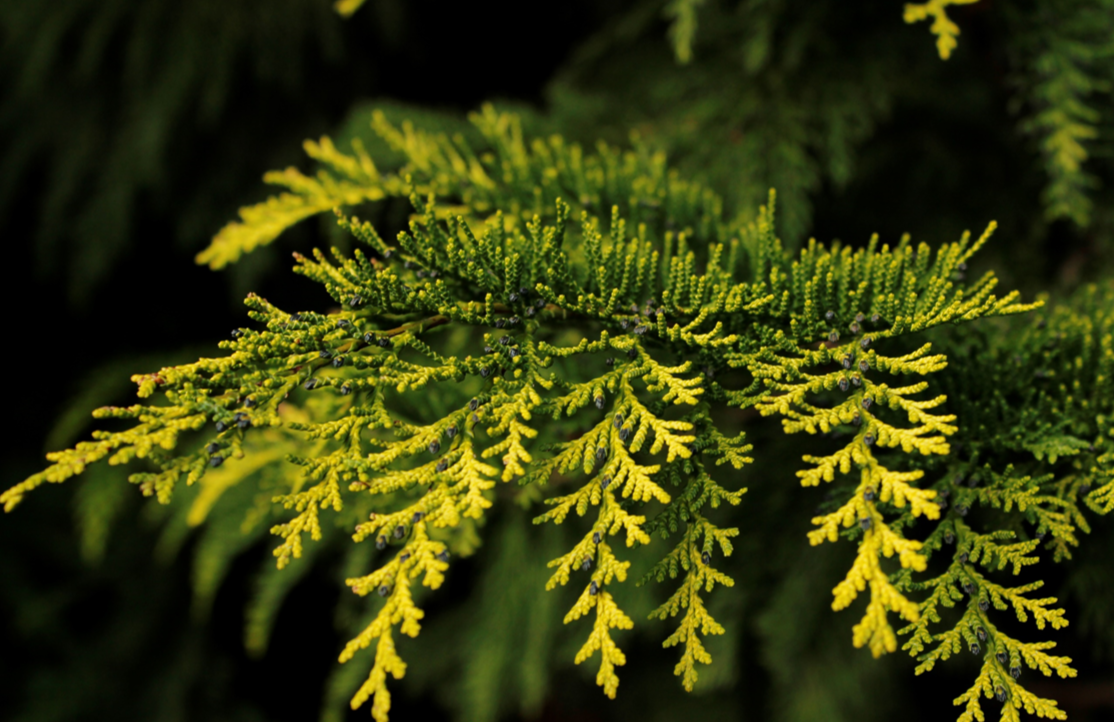 TP N° 4. Arboles y arbustos I. | Genially