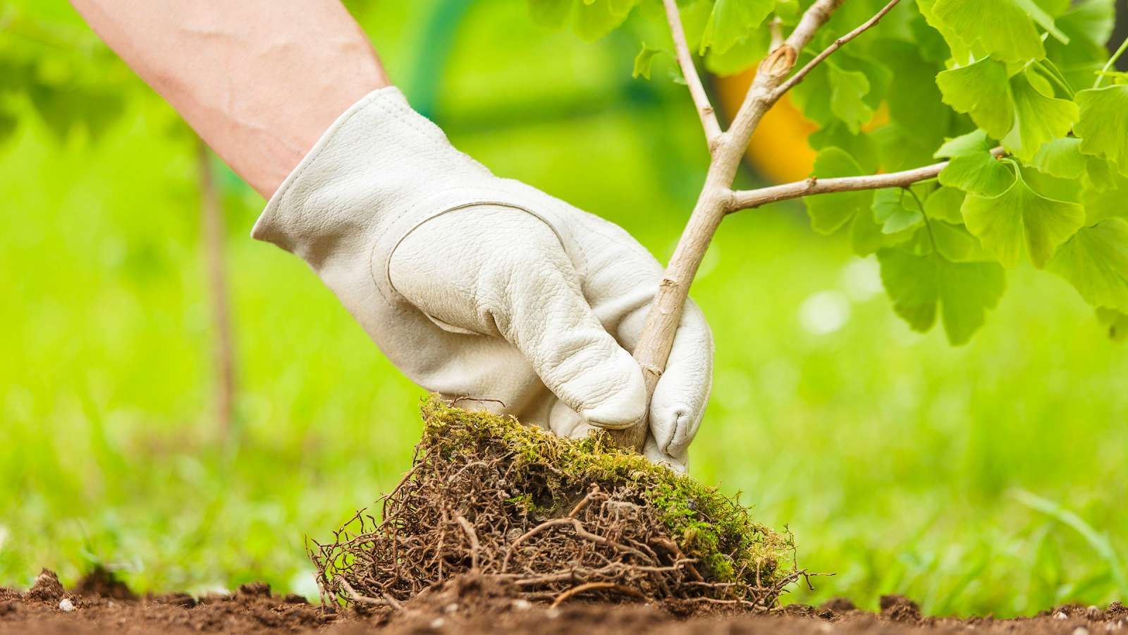 Planting trees | Genially