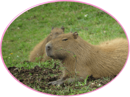 Capybara Presentation.pptx | Genially