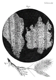 ROBERT HOOKE | Genially