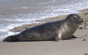 FOCAS DEL MUNDO | Genially