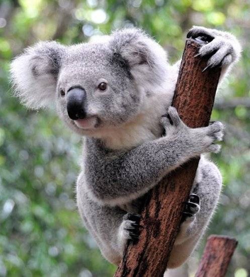 infografia koala | Genially