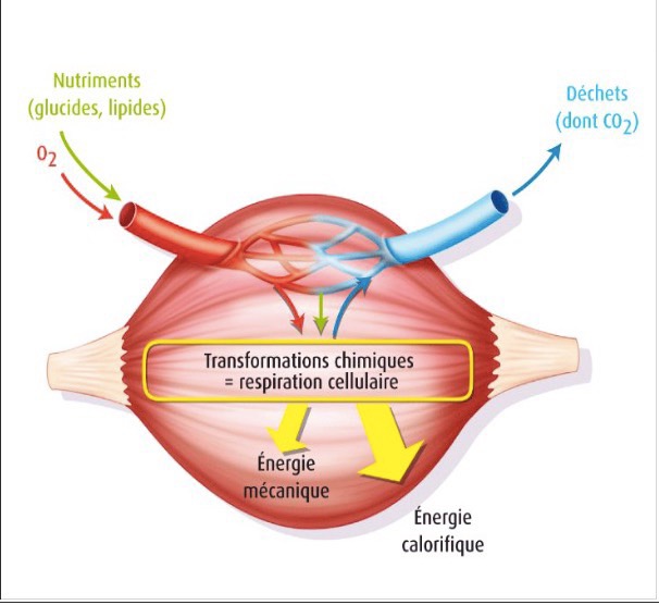 Adaptation de l'organisme à l'effort physique | Genially