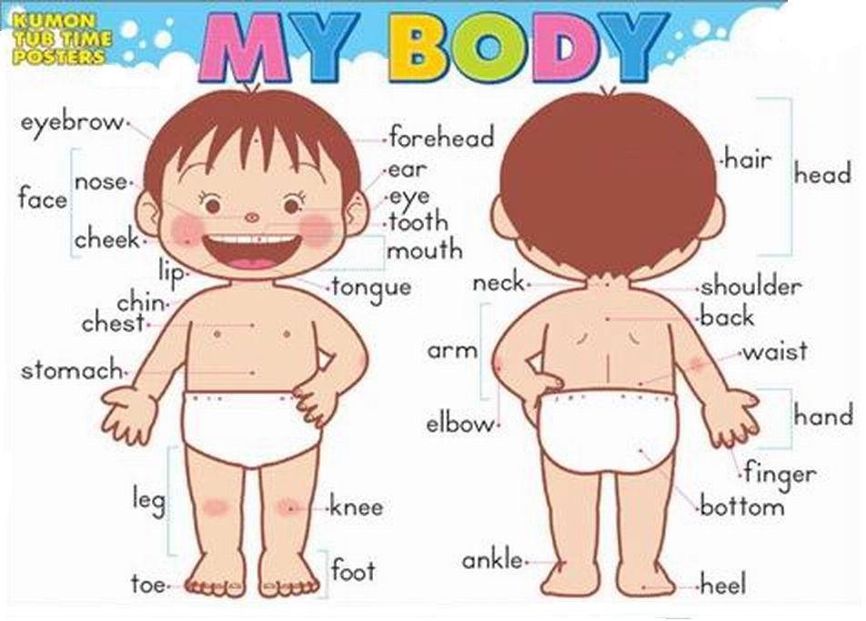 body parts | Genially