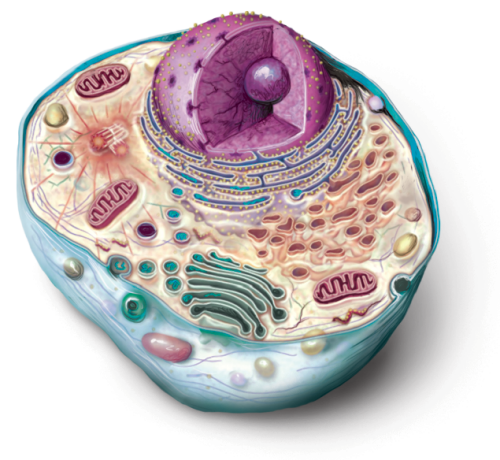 Cell model instructions | Genially