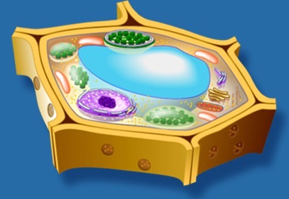 Cell model instructions | Genially