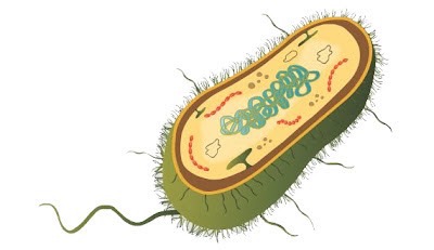 Cell model instructions | Genially